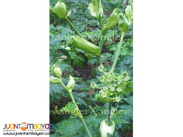 Authentic Japanese Ashitaba Angelica keiskei plant, tea, and seeds