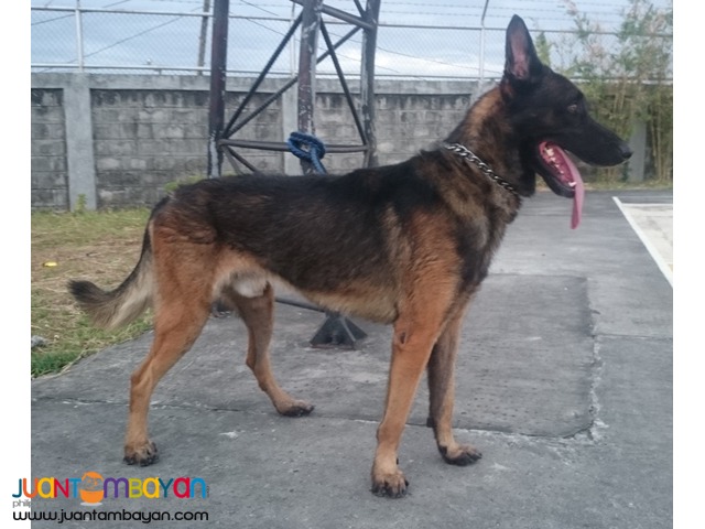 Quality stud Belgian Malinois XL 3 studs to choose from