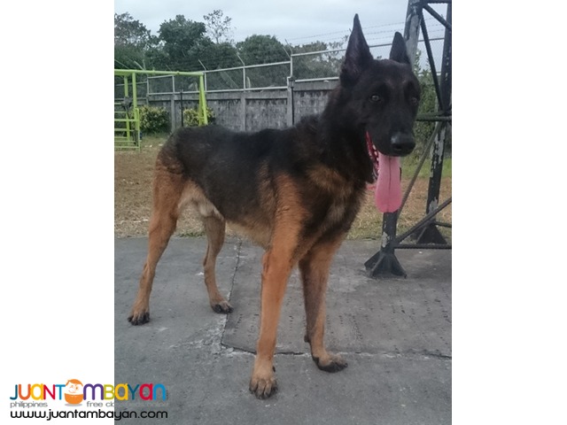 Quality stud Belgian Malinois XL 3 studs to choose from