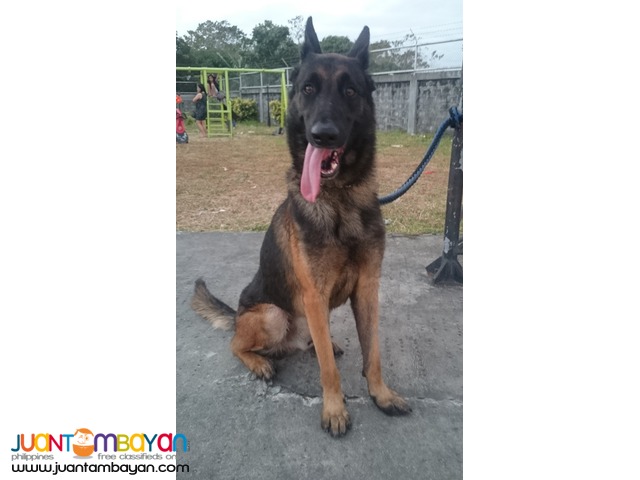 Quality stud Belgian Malinois XL 3 studs to choose from