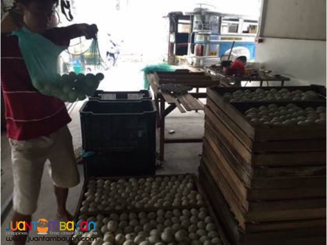 Balut sa Puti, Penoy at Itlog na Maalat