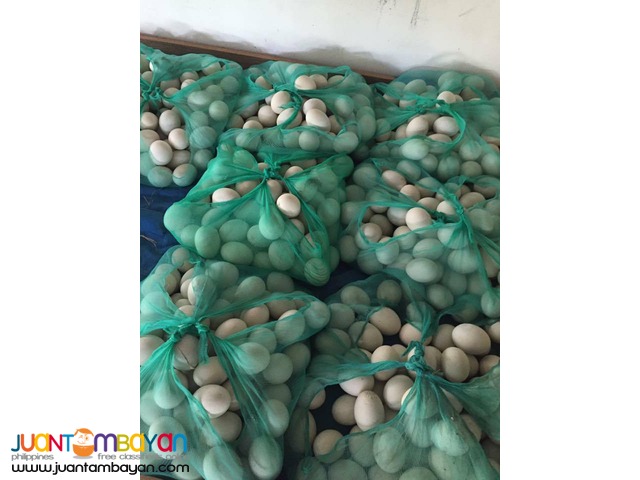 Balut sa Puti, Penoy at Itlog na Maalat