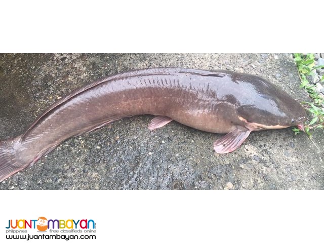 Catfish/Hito Fingerlings For Sale!