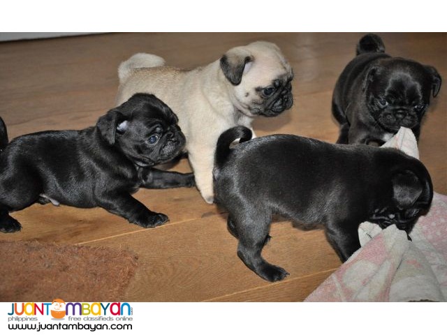 Pretty Pug Puppies for sale