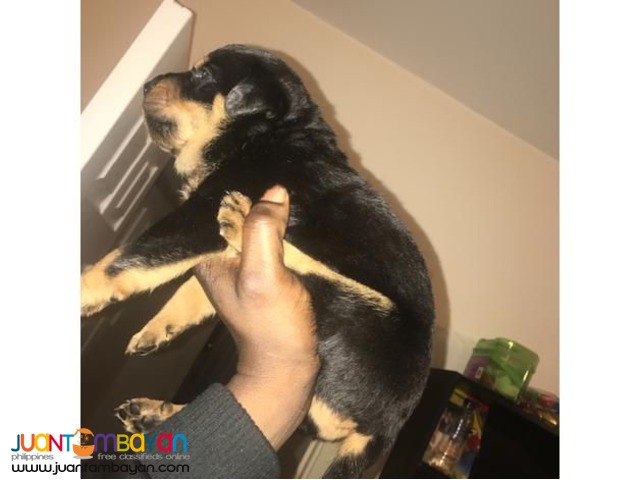 Sweet & Playful Rottweiler Puppies For sale