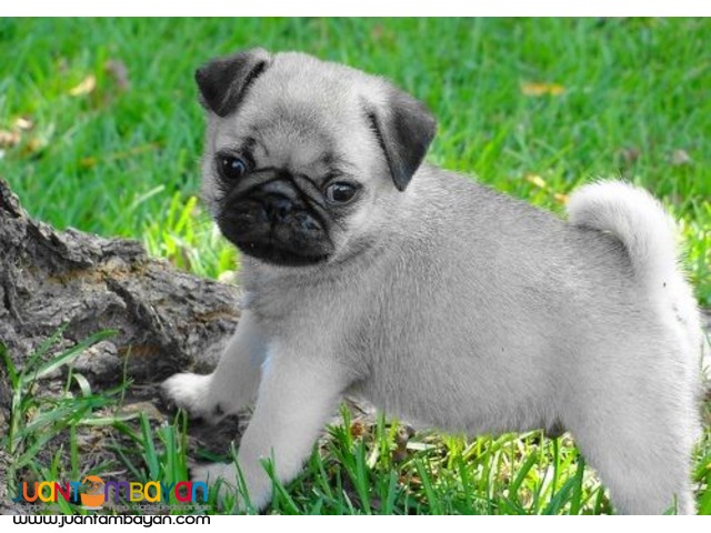 Pug puppies ready now.w