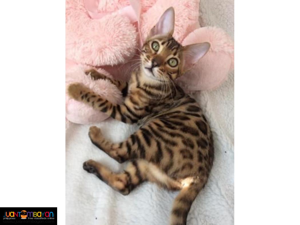 Beautiful Bengal Kittens
