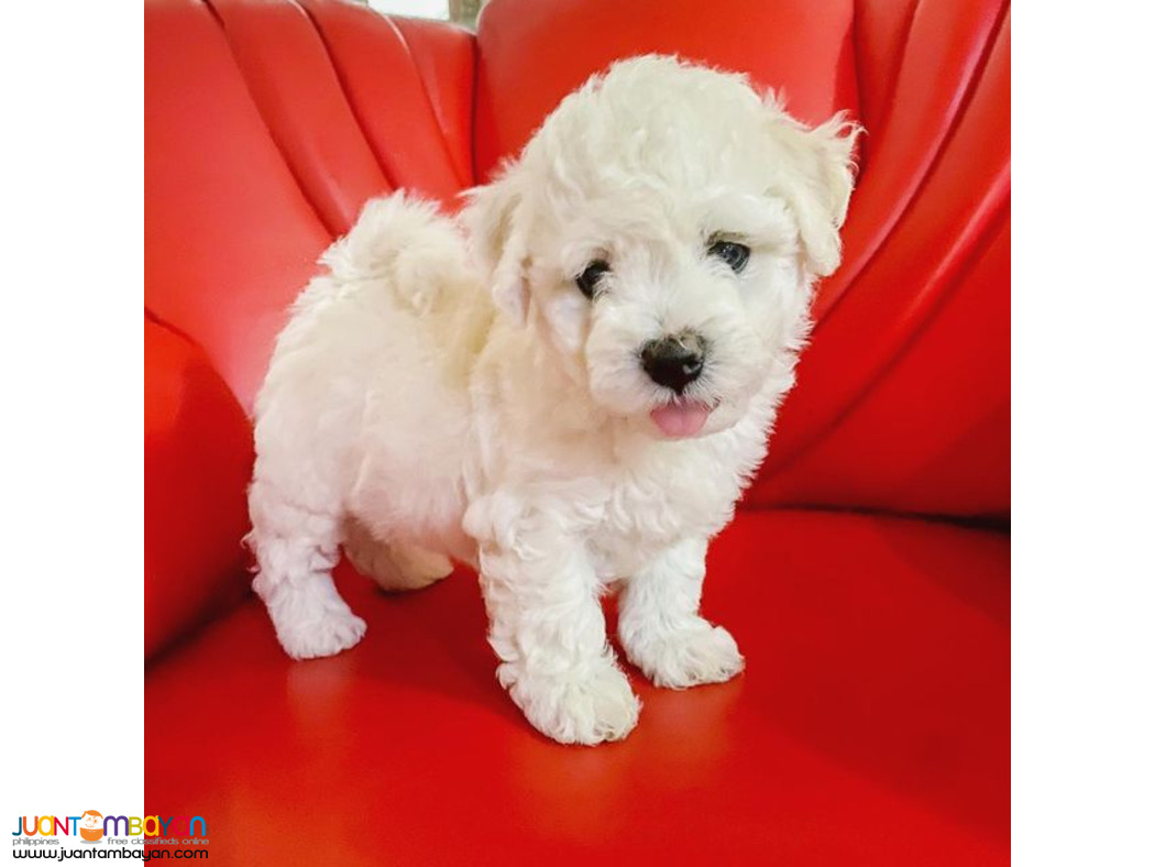 Bichon Frise puppy available