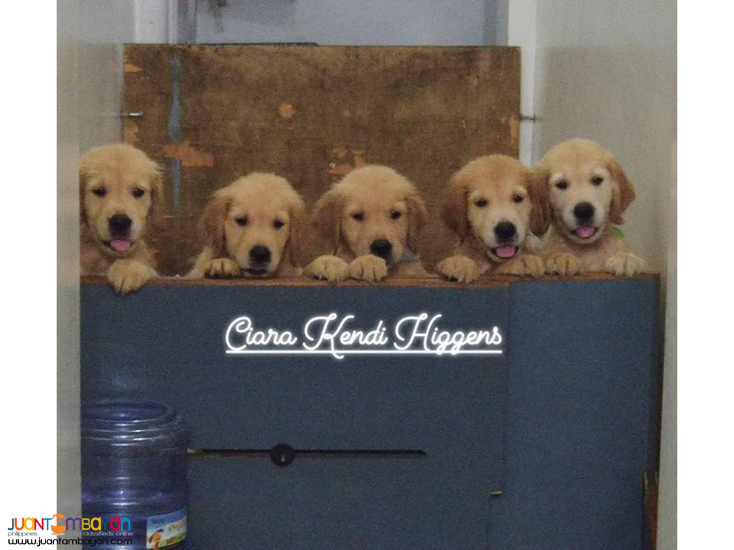 Pure Breed Golden Retriever Puppy/Puppies