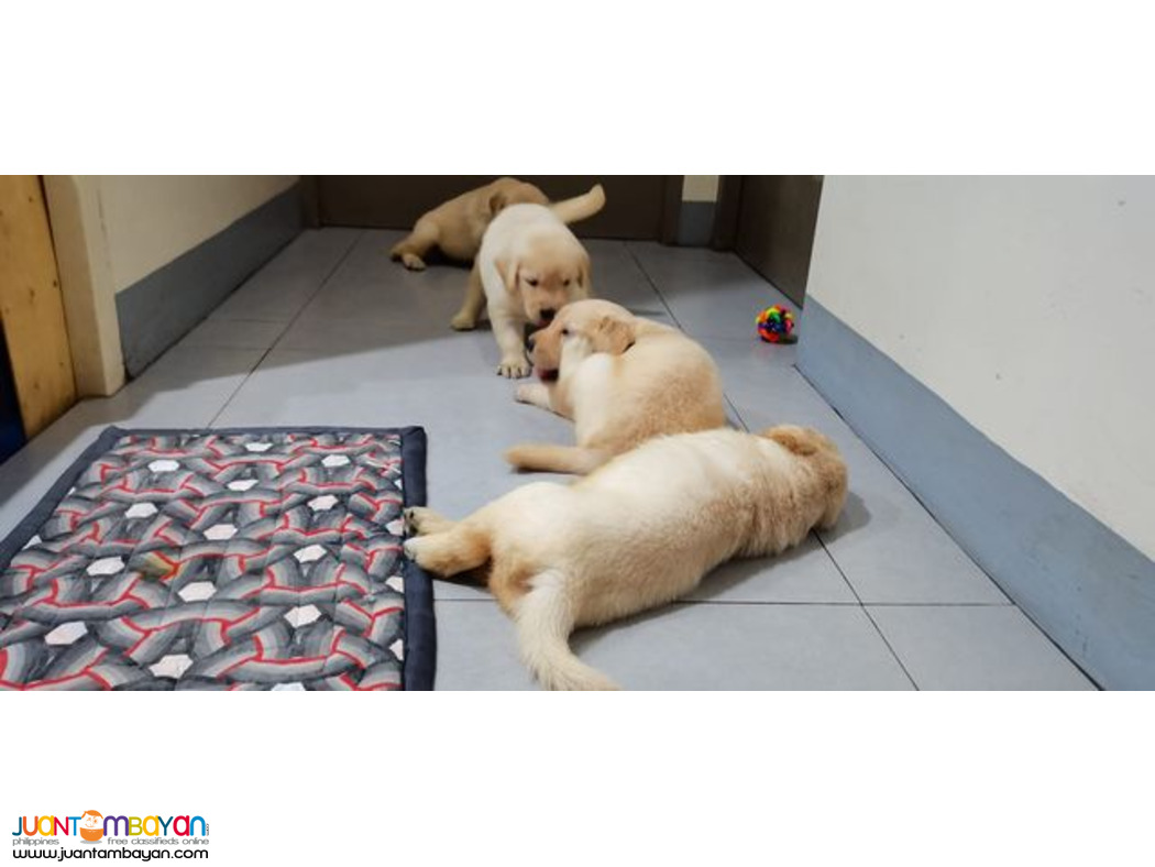 Pure Breed Golden Retriever Puppy/Puppies