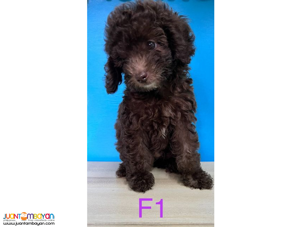 Quality Female Toy Poodle Puppies