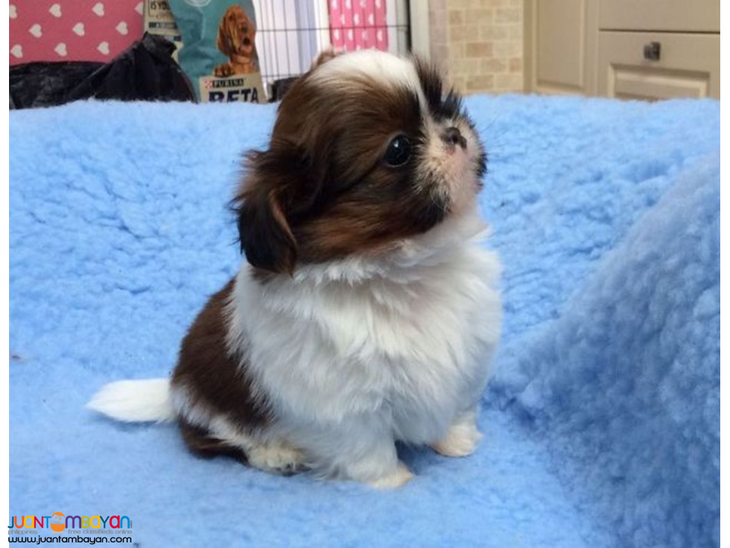 Pure Breed Shih Tzu Puppy/Puppies