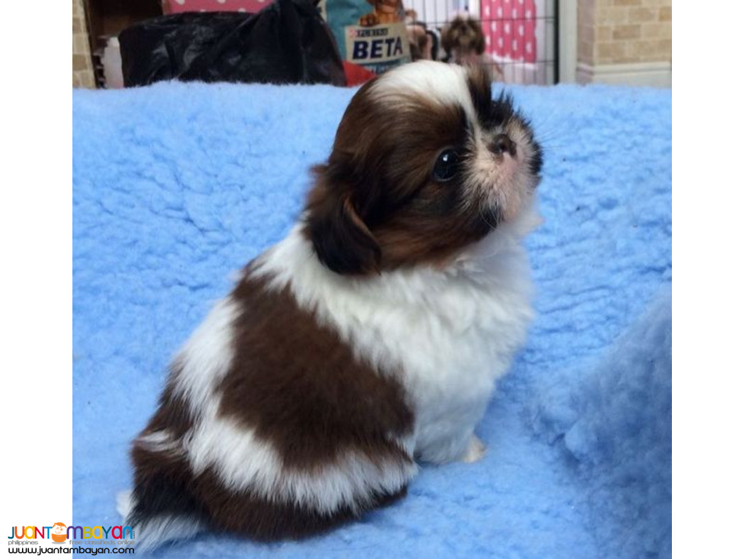 Pure Breed Shih Tzu Puppy/Puppies