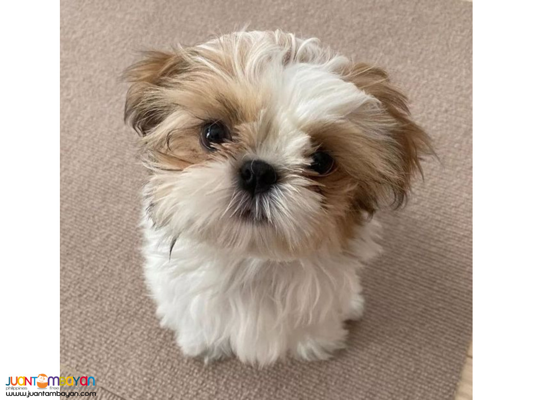 Pure Breed Shih Tzu Puppy/Puppies