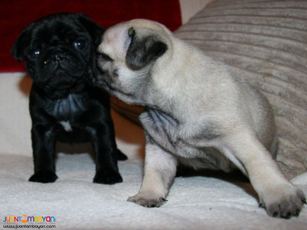 100% Pure Pug Puppies