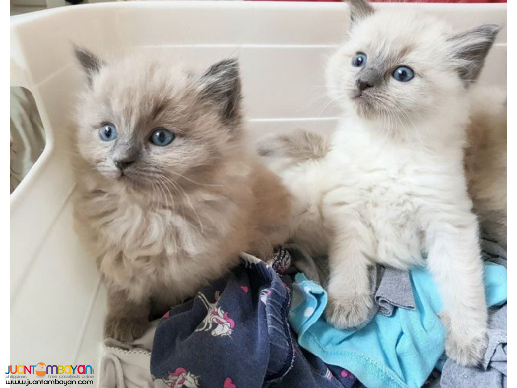 Beautiful Ragdoll Kittens