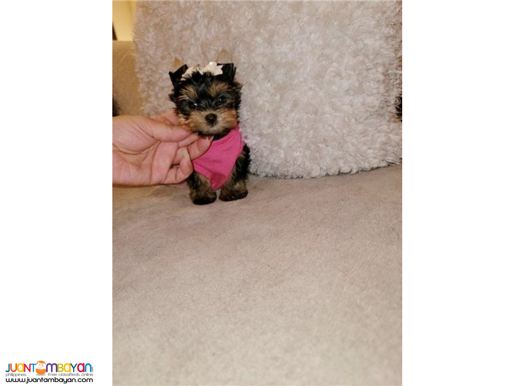 Yorkshire Terrier - Yorkie