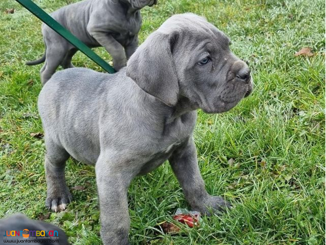 Cane Corso Mastiff puppy
