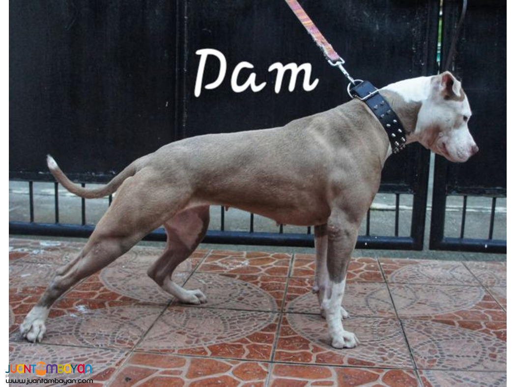 American Pit Bull Terrier APBT Pitbull Showtype