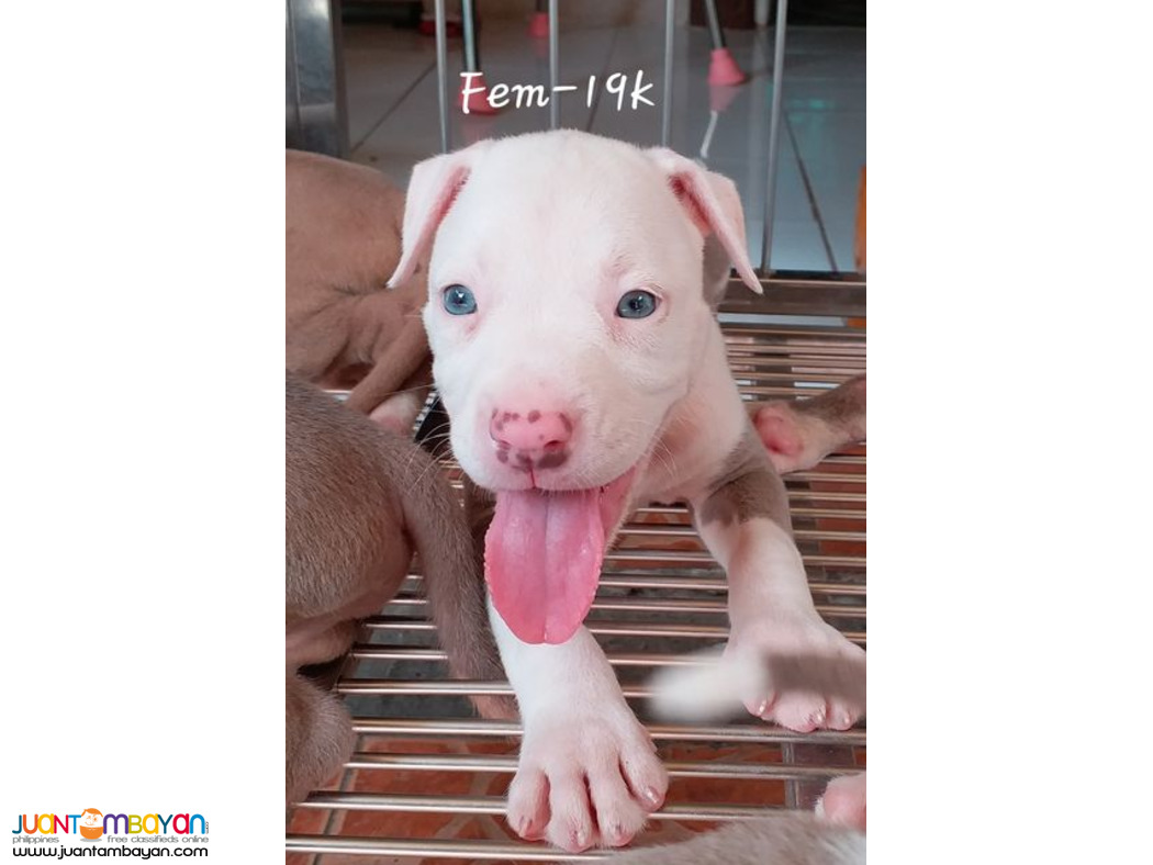 American Pit Bull Terrier APBT Pitbull Showtype