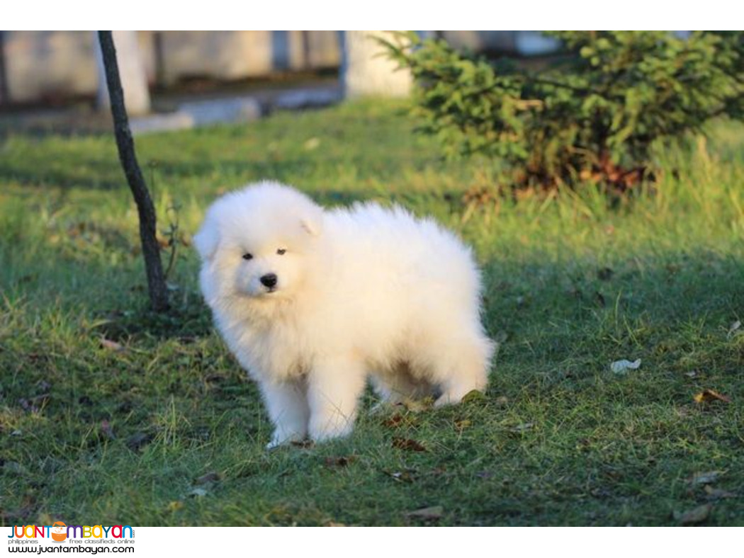 Samoyed puppies ready!