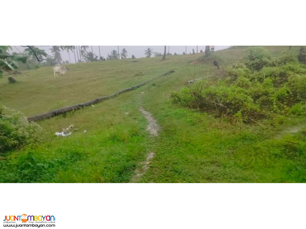 6.7 hectares at 250/sqm in Barili Cebu Philippines