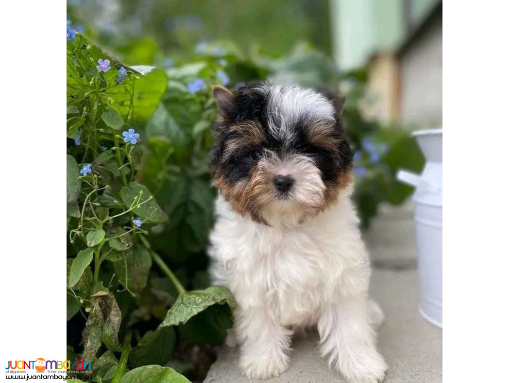 Mix breed Yorkshire & Maltese puppies