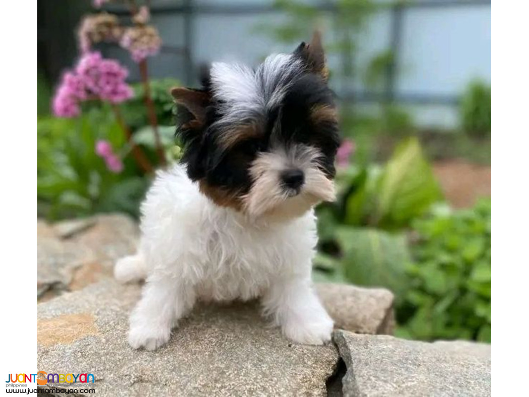 Mix breed Yorkshire & Maltese puppies