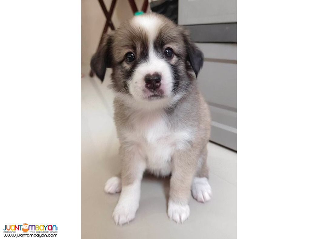 Japanese Spitz X Shih Tzu Puppy at Evelyn Saltsman blog