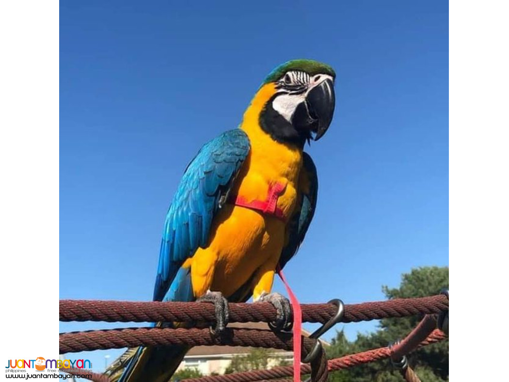 Pair of macaw Parrots The parrots
