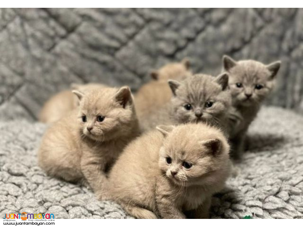 male and female british shorthair kittens