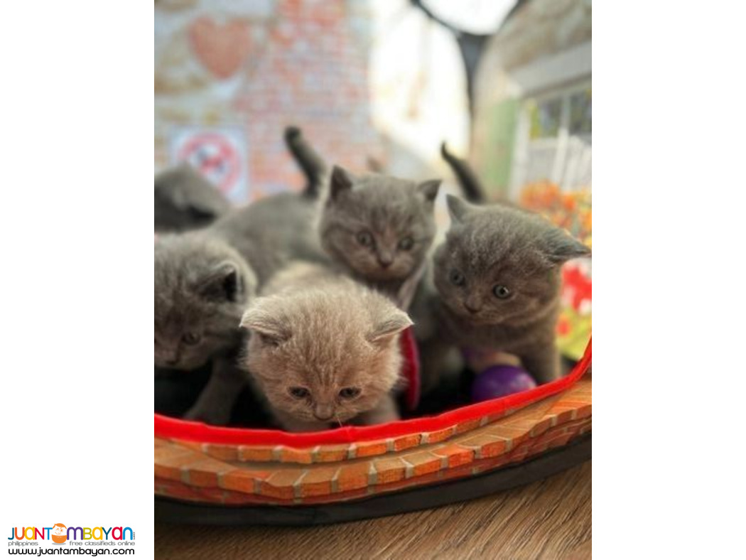 active male and female british shorthair kittens