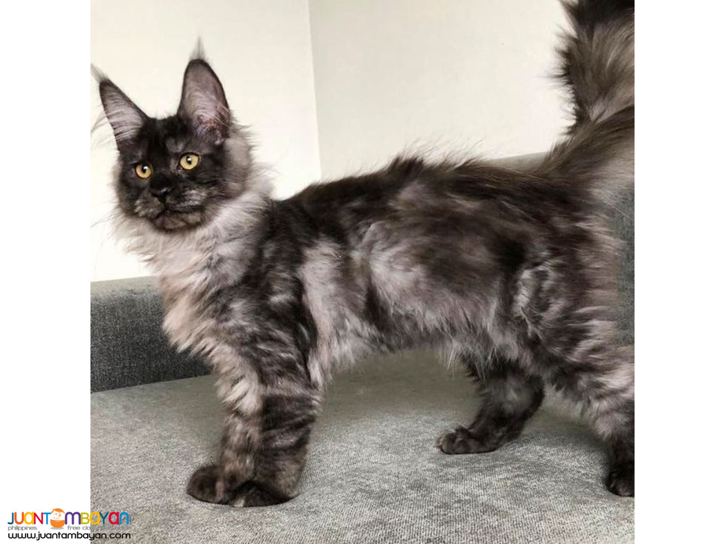 Main coon Kitten available and ready to go