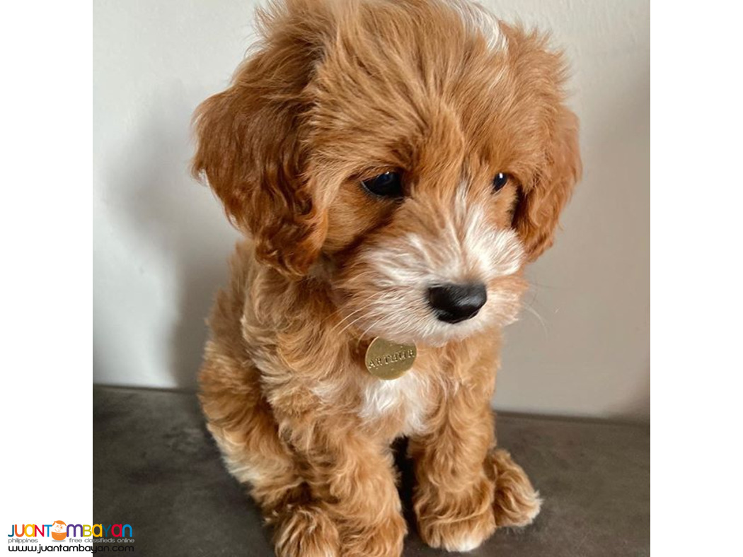 Cavapoo puppy