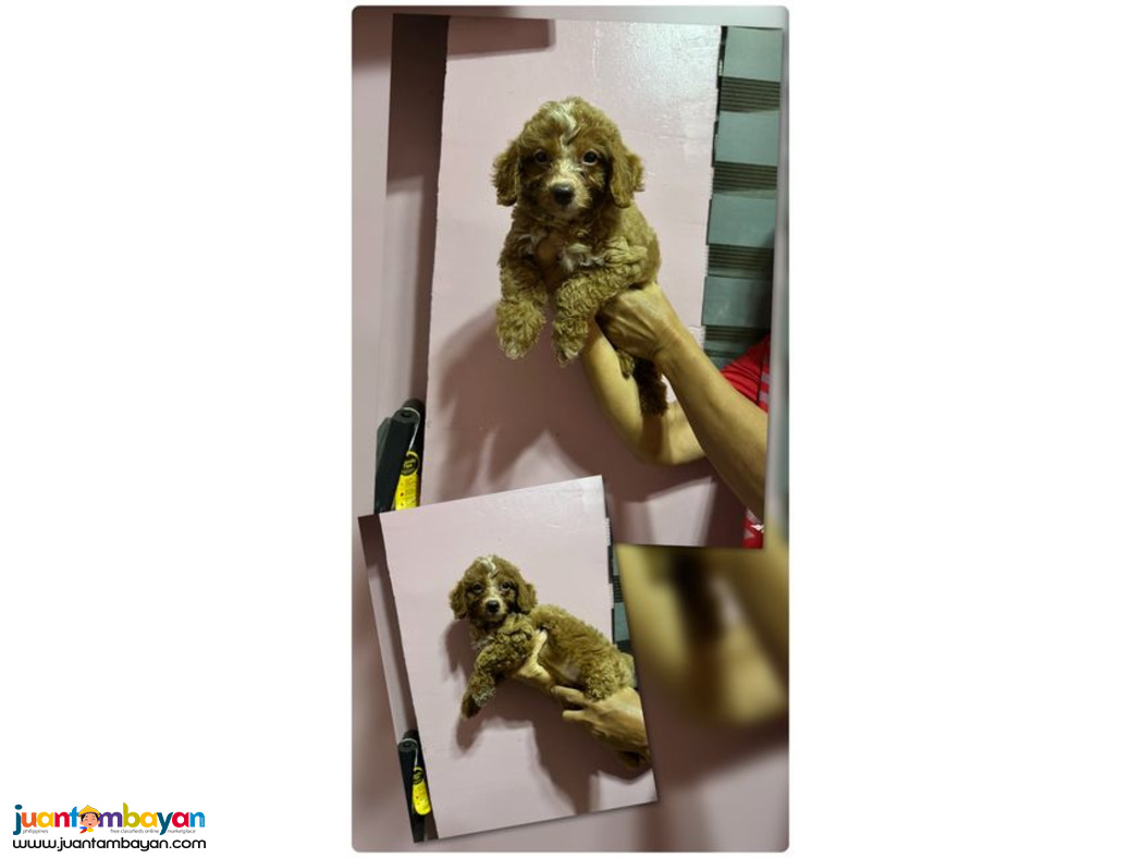 Hypoallergenic Toy Poodle