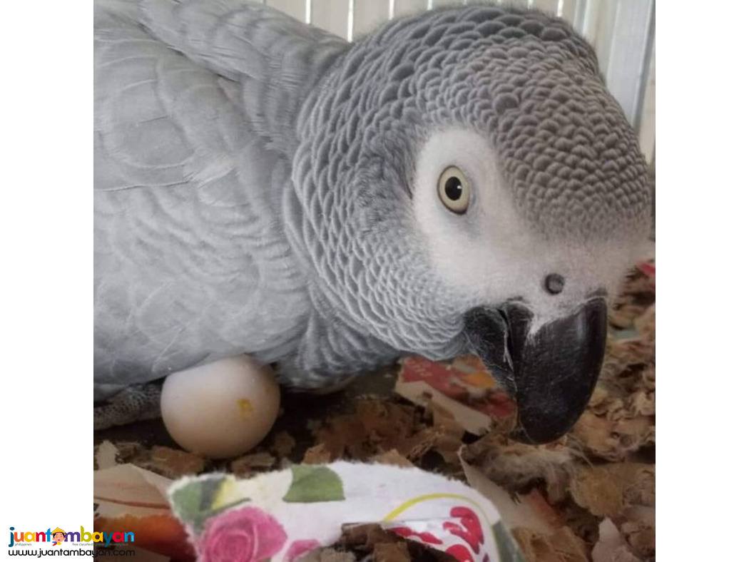 Buy fertile parrots eggs parrot of your choose