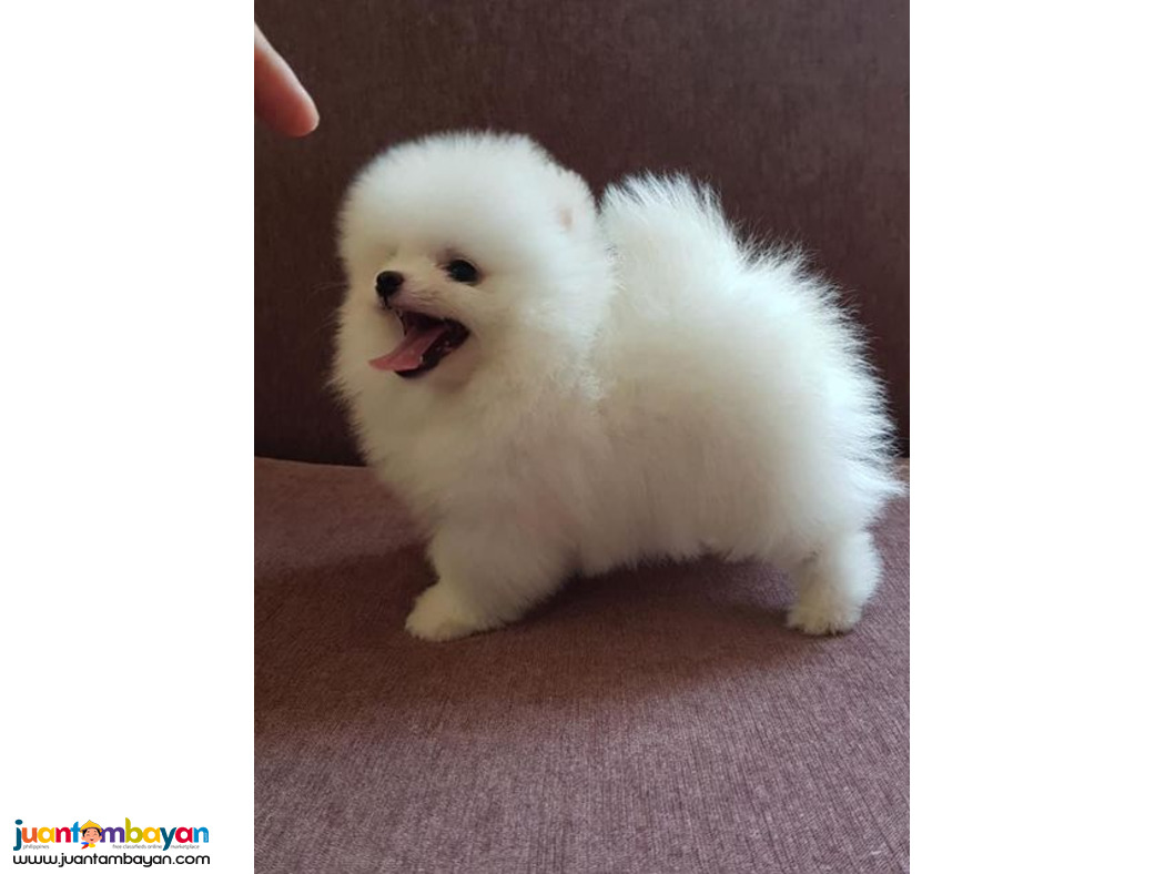 TEACUP POMERANIAN MANILA 09457024296....