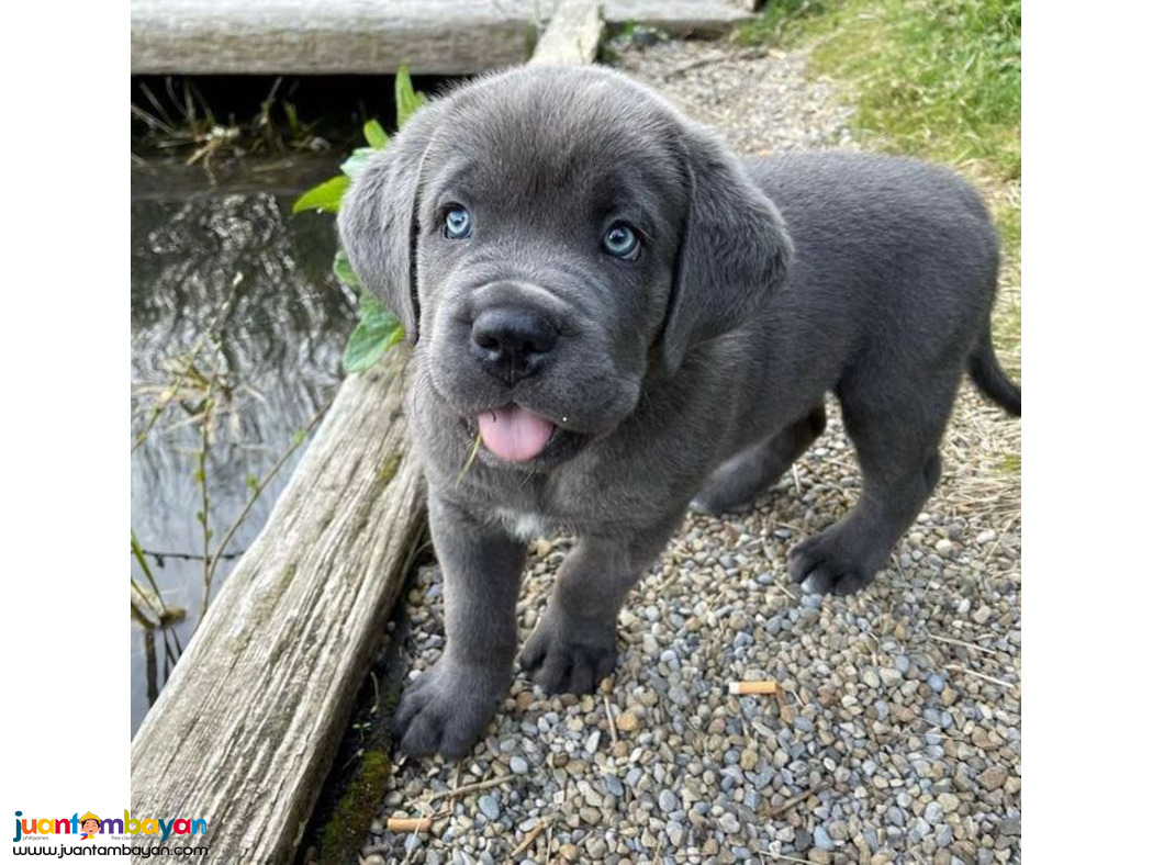 Cane Corso Mastiff puppy 1 boy 1 girl available