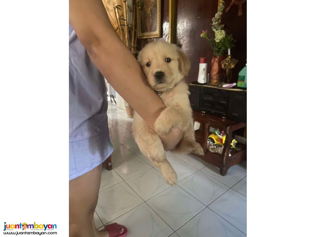 PURE GOLDEN RETRIEVER PUPPIES