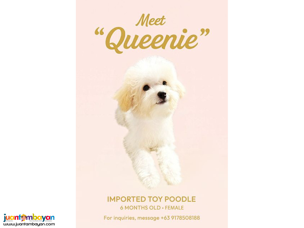 Imported Female Toy Poodle for Sale