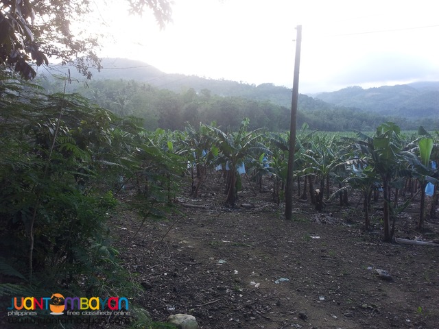 15 hectares for sale in Carmen, Cebu